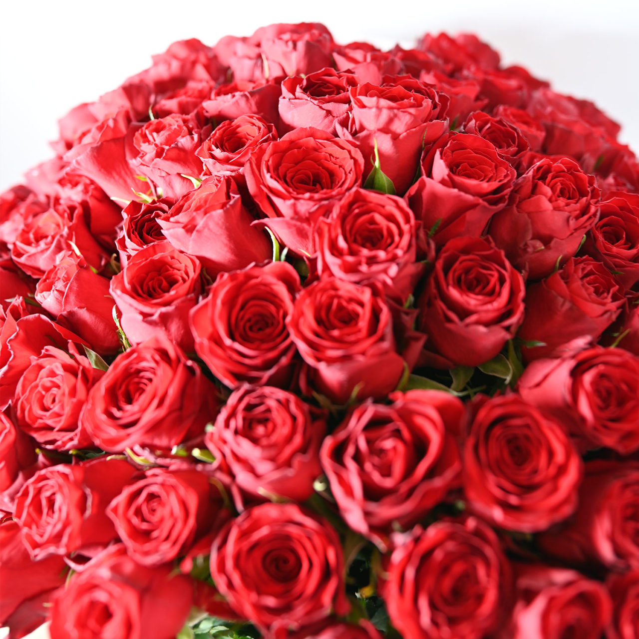 108本の赤バラの花束 プロポーズの定番！ – 季節の花 花心(Kashin)